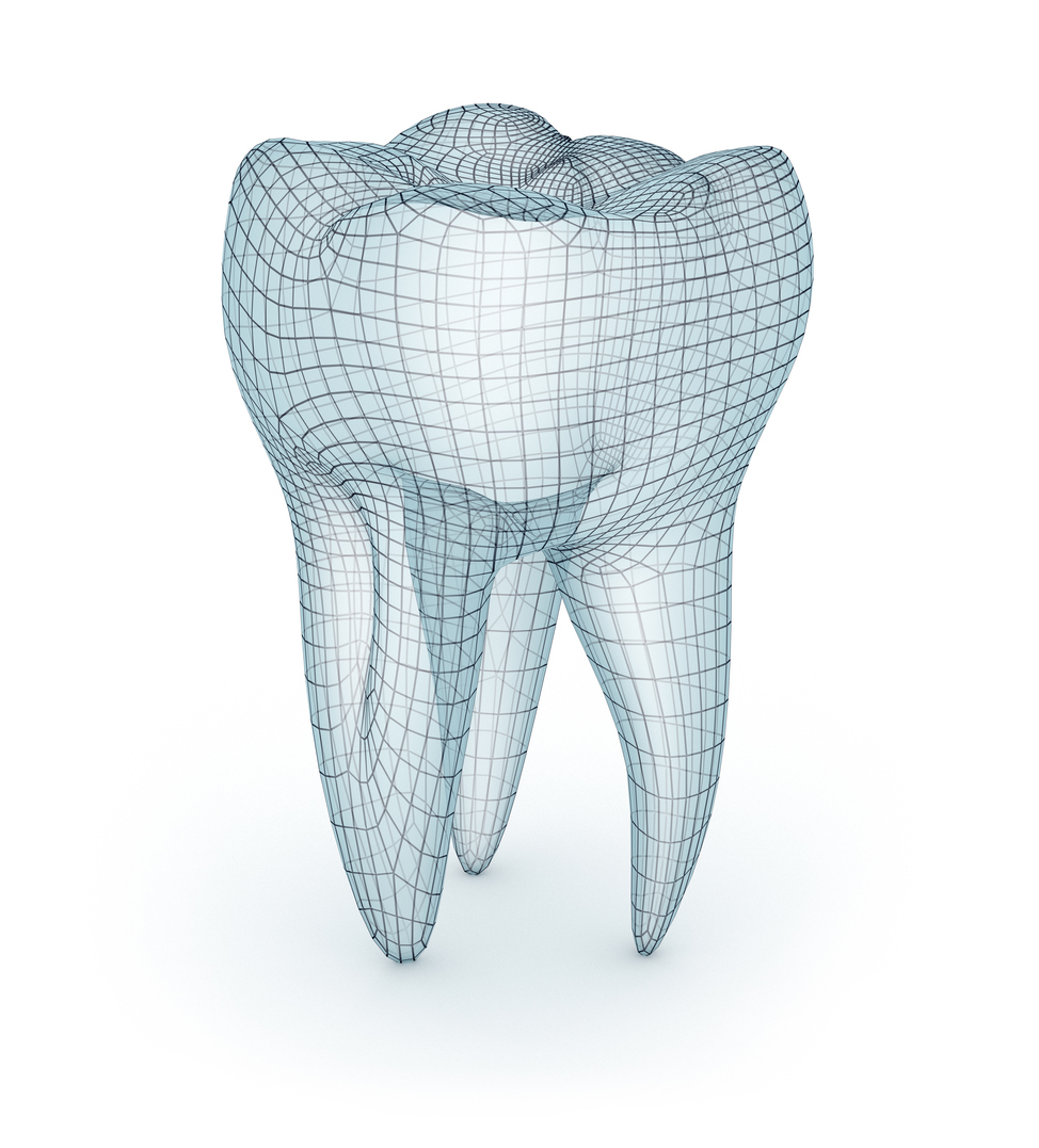 Human molar Tooth, wire model, 3d illustration - Ponte Vedra Complete ...